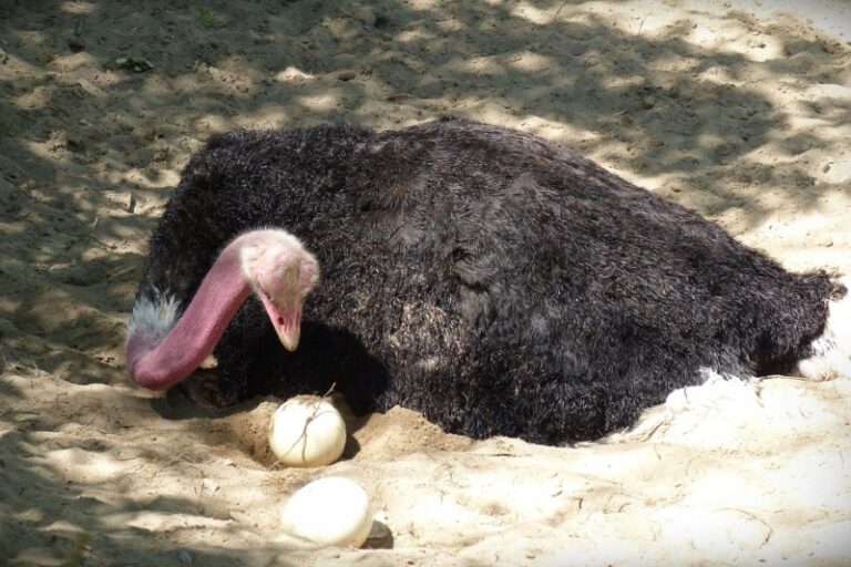 शुतुरमुर्ग के अंडे के बारे में रोचक जानकारी | Shuturmurg Ka Anda